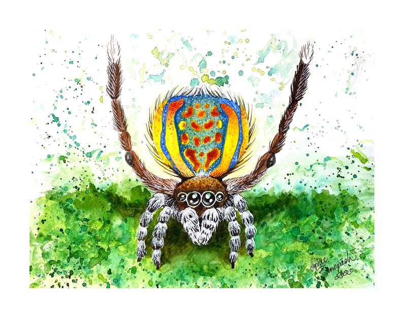 Peacock Jumping Spider Watercolor Illustration Watercolor | Etsy