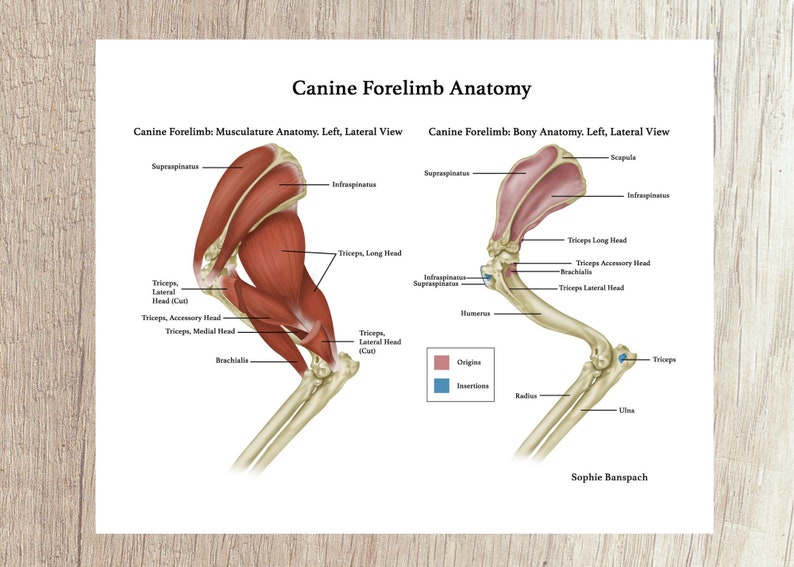 Canine Muscle Anatomy Chart - vrogue.co