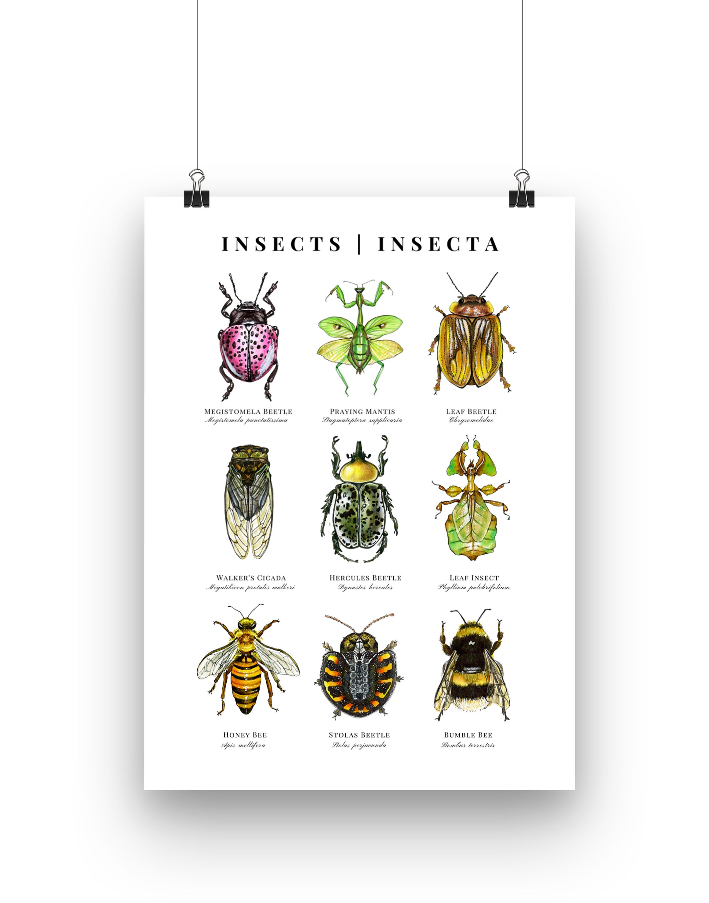 INSECT POSTER Insect Painting Insects Bugs Scientific Art - Etsy UK