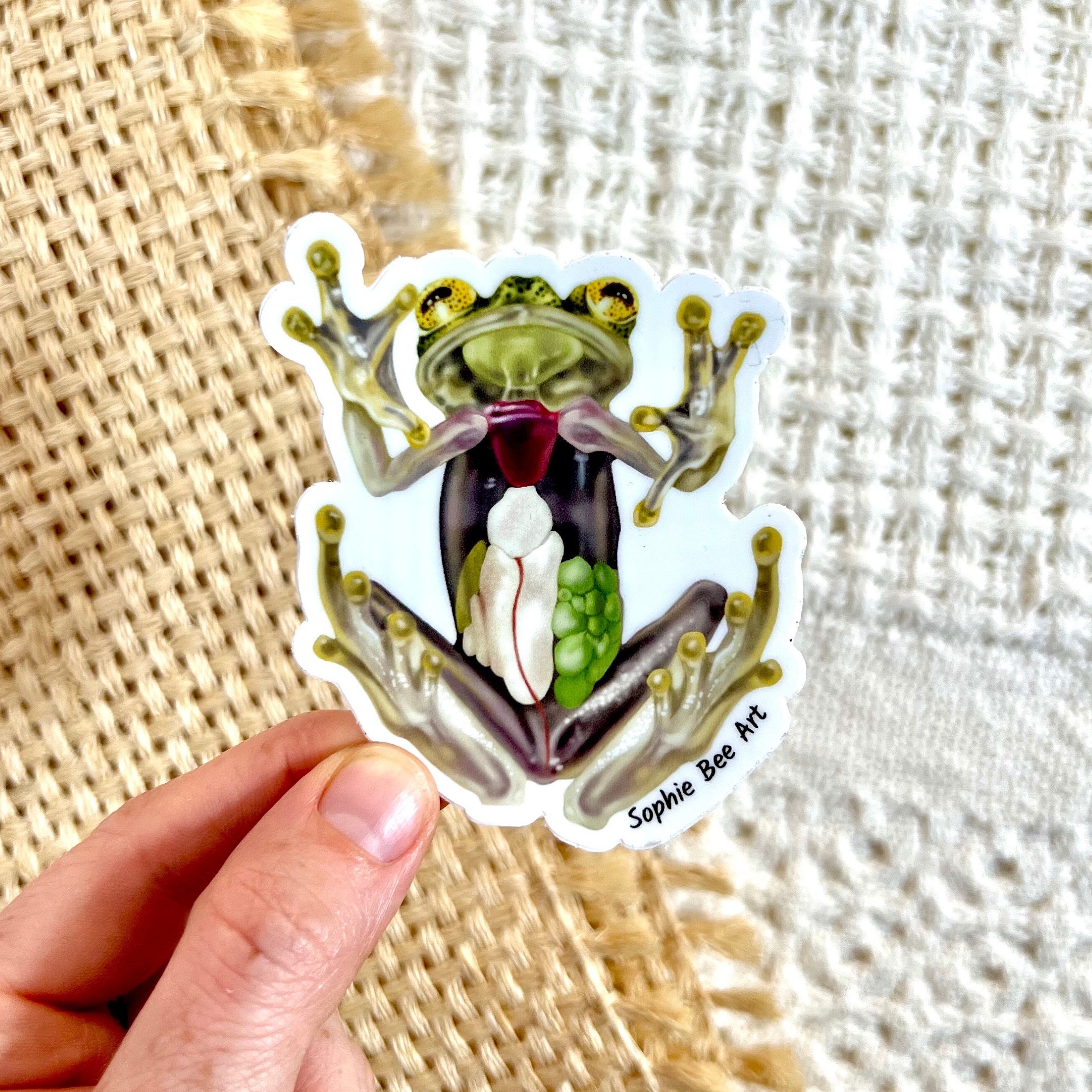 Frog Vinyl Sticker Frog Stickers Frog Sticker Anatomy - Etsy