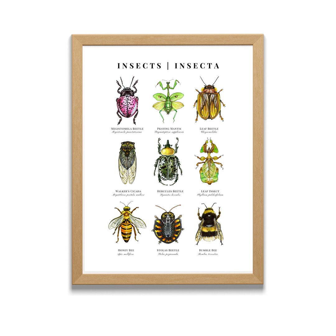INSECT POSTER, Insect Painting, Insects, Bugs, Scientific Art ...