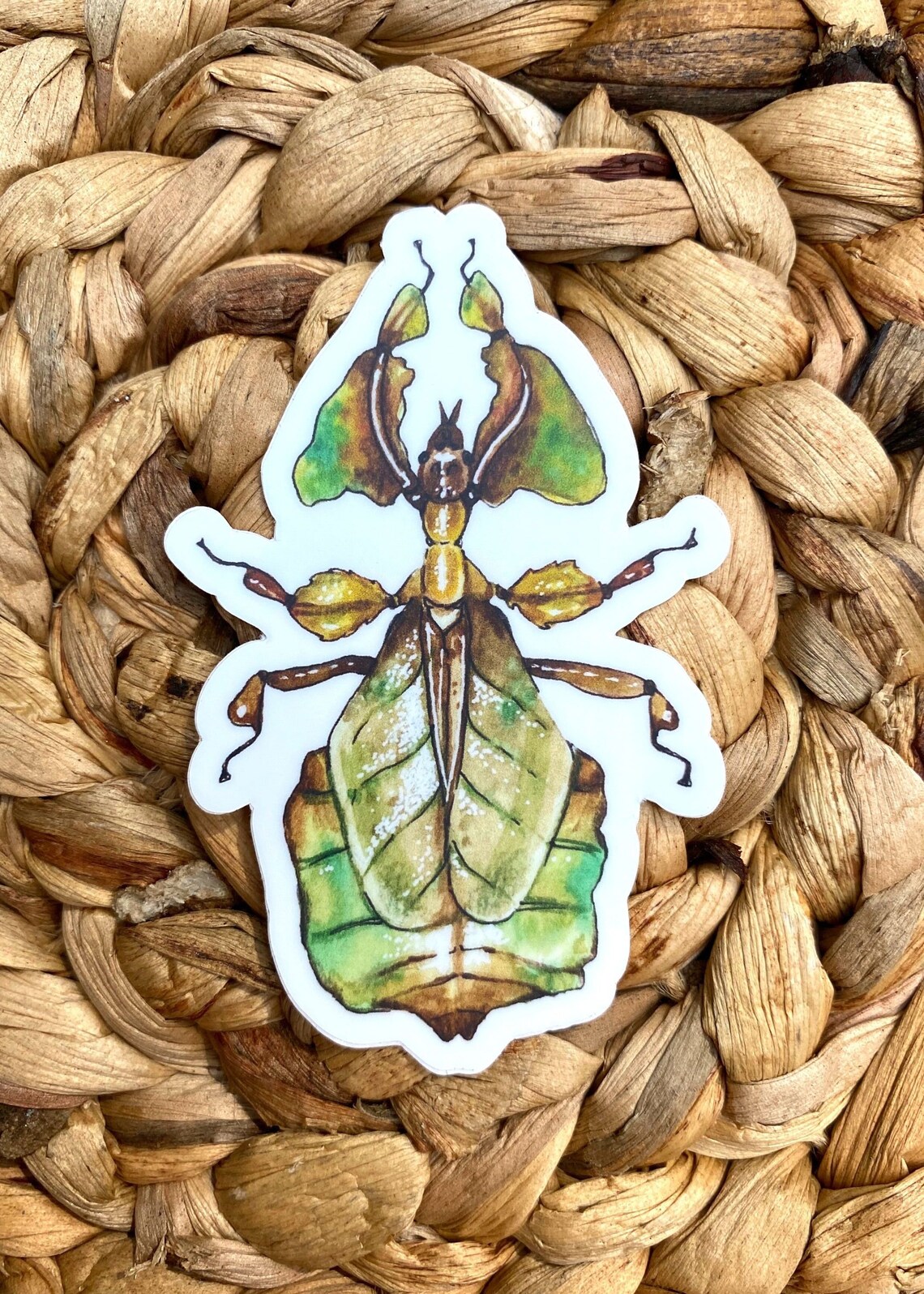 Leaf Bug Vinyl Sticker Bug Stickers Bug Leaf Bug Sticker | Etsy