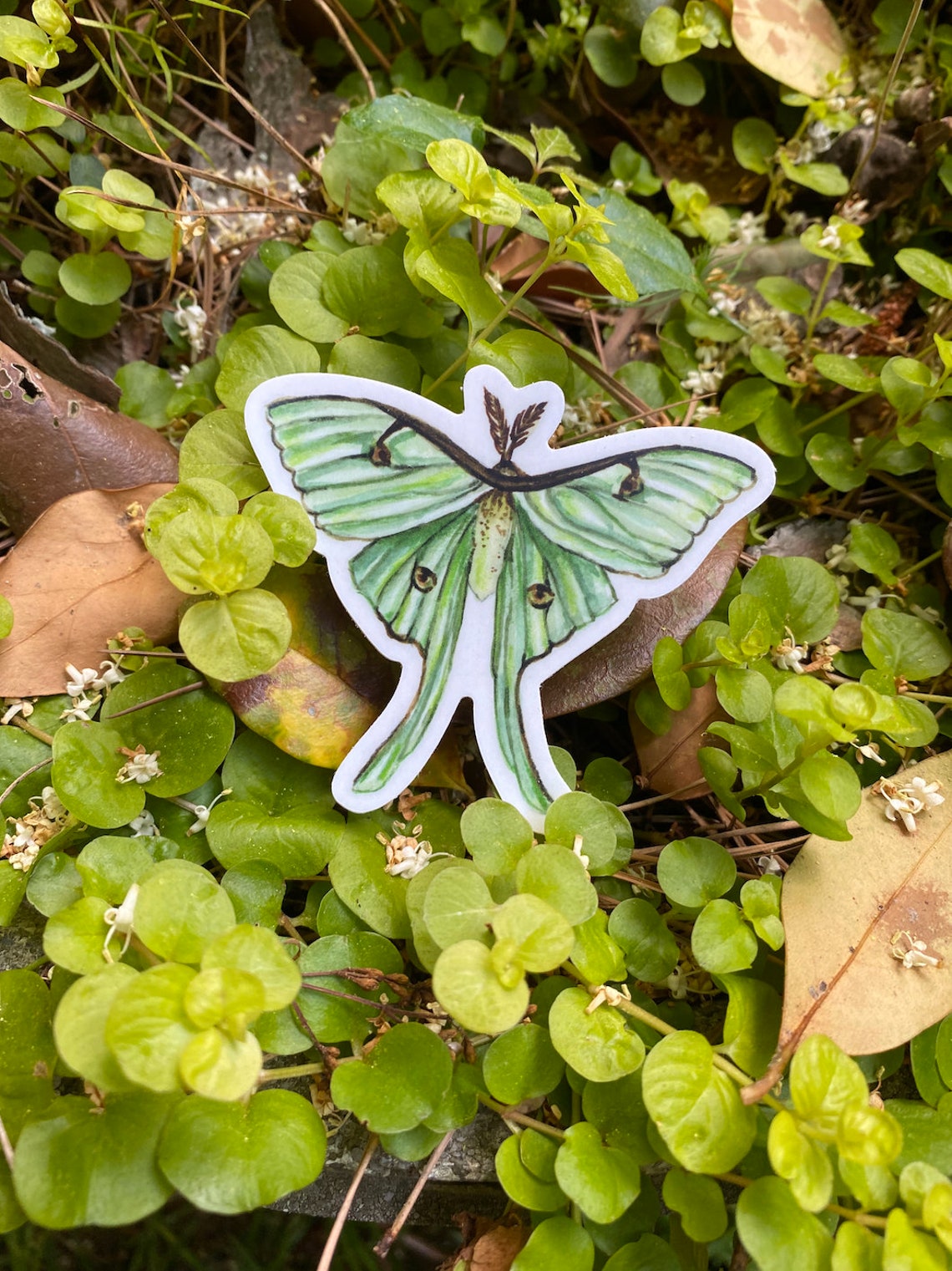 LUNA MOTH Die-Cut Vinyl Sticker Luna Moth Stickers Luna | Etsy