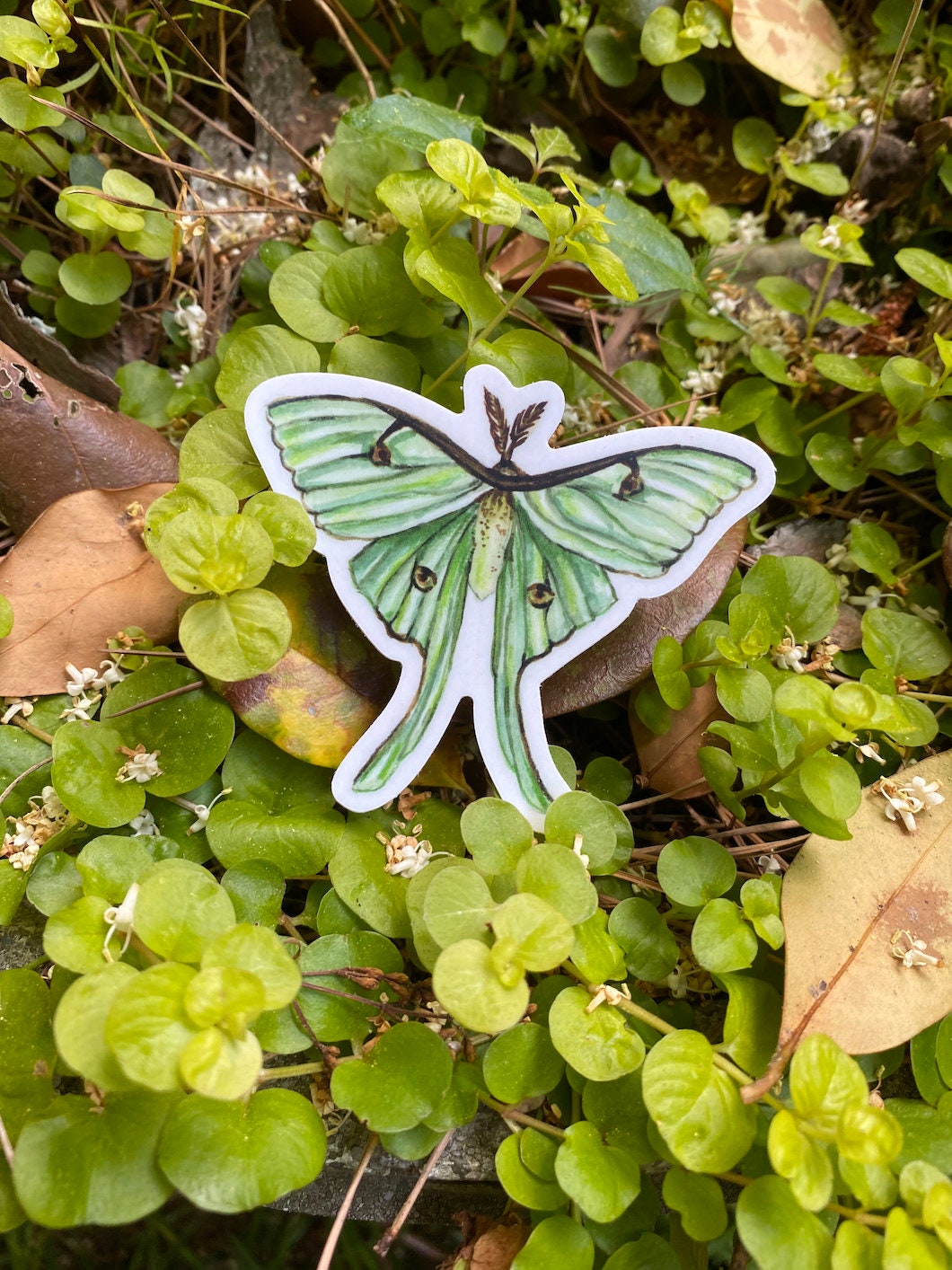 LUNA MOTH Die-Cut Vinyl Sticker Luna Moth Stickers Luna | Etsy