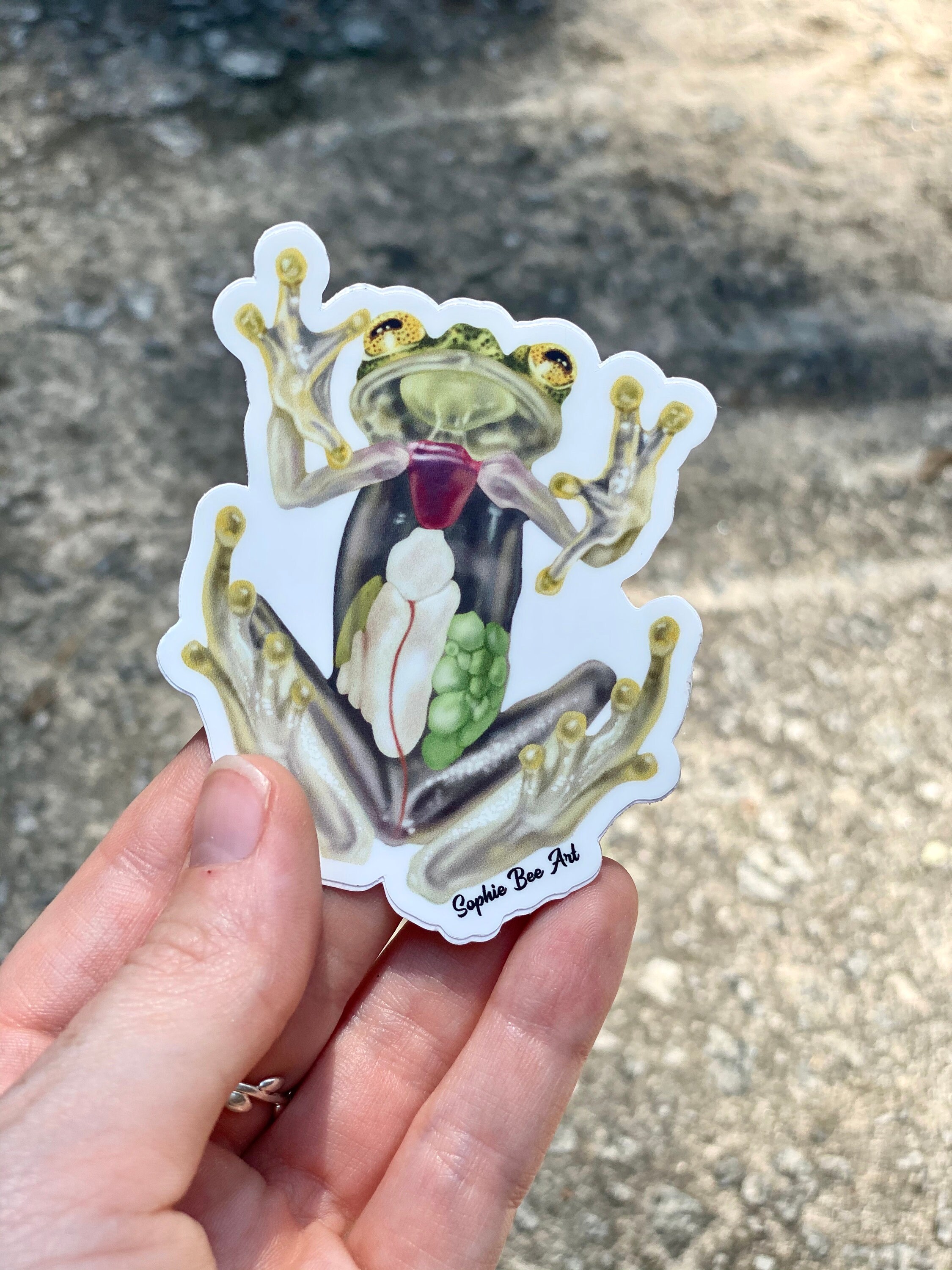 Frog Vinyl Sticker Frog Stickers Frog Sticker Anatomy - Etsy