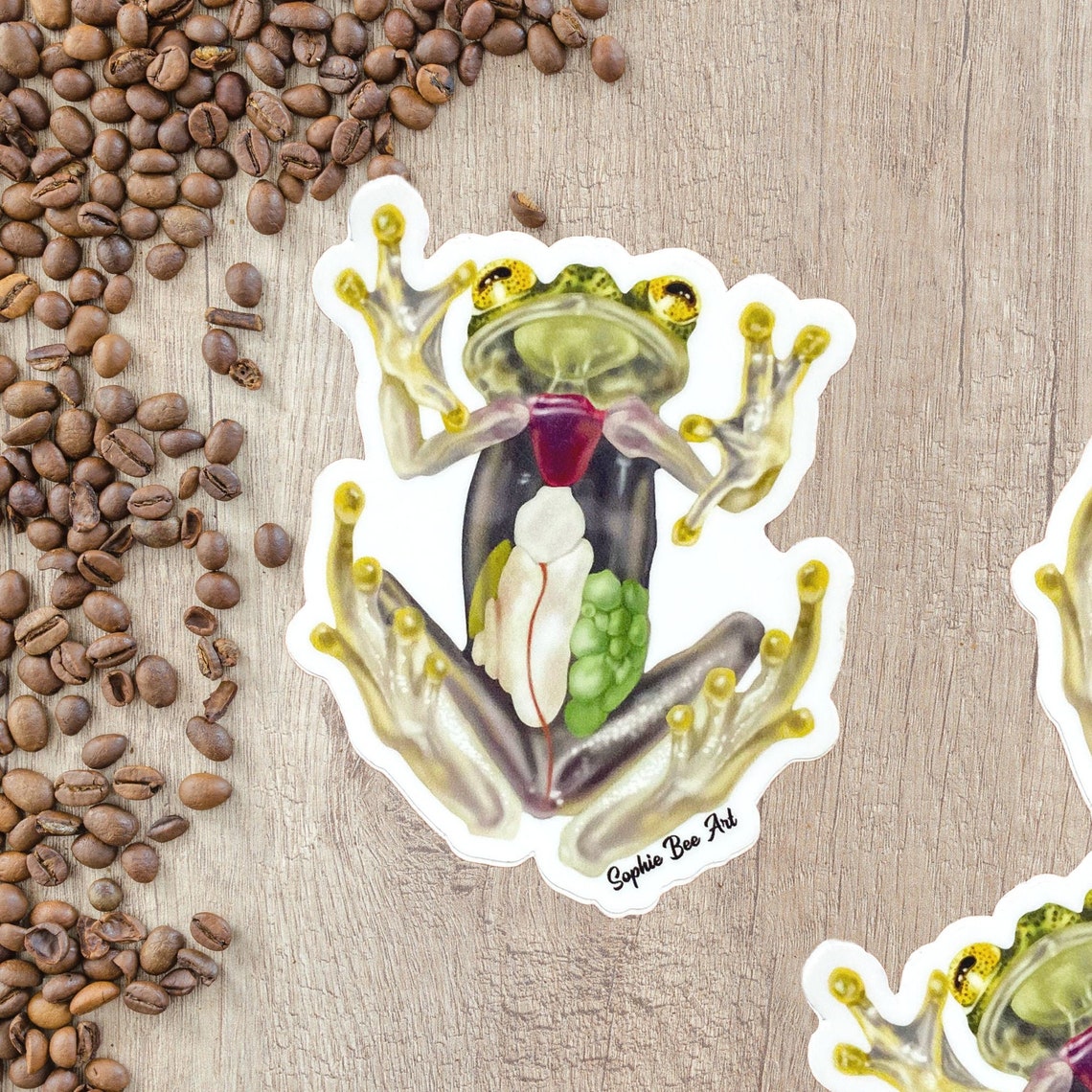 Frog Vinyl Sticker Frog Stickers Frog Sticker Anatomy - Etsy