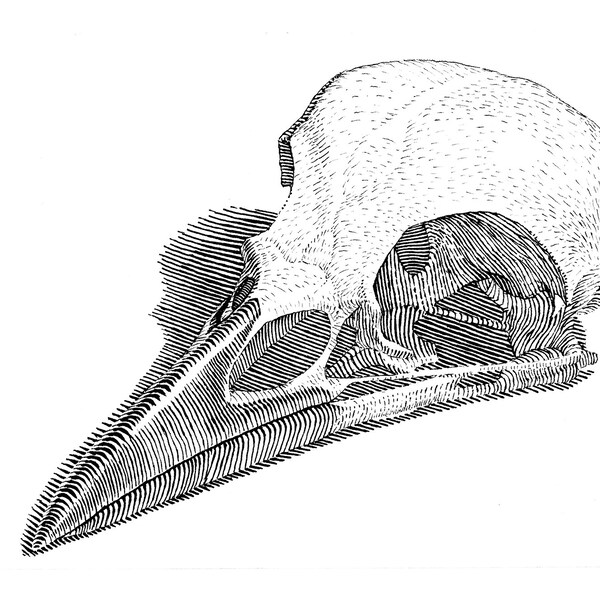 Scientific Illustrations - Etsy