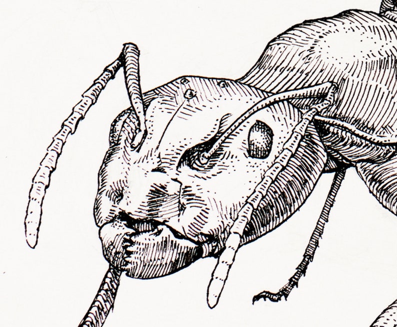 Camponotus Modoc, Insect Drawing, Scientific Illustration, Carpenter ...