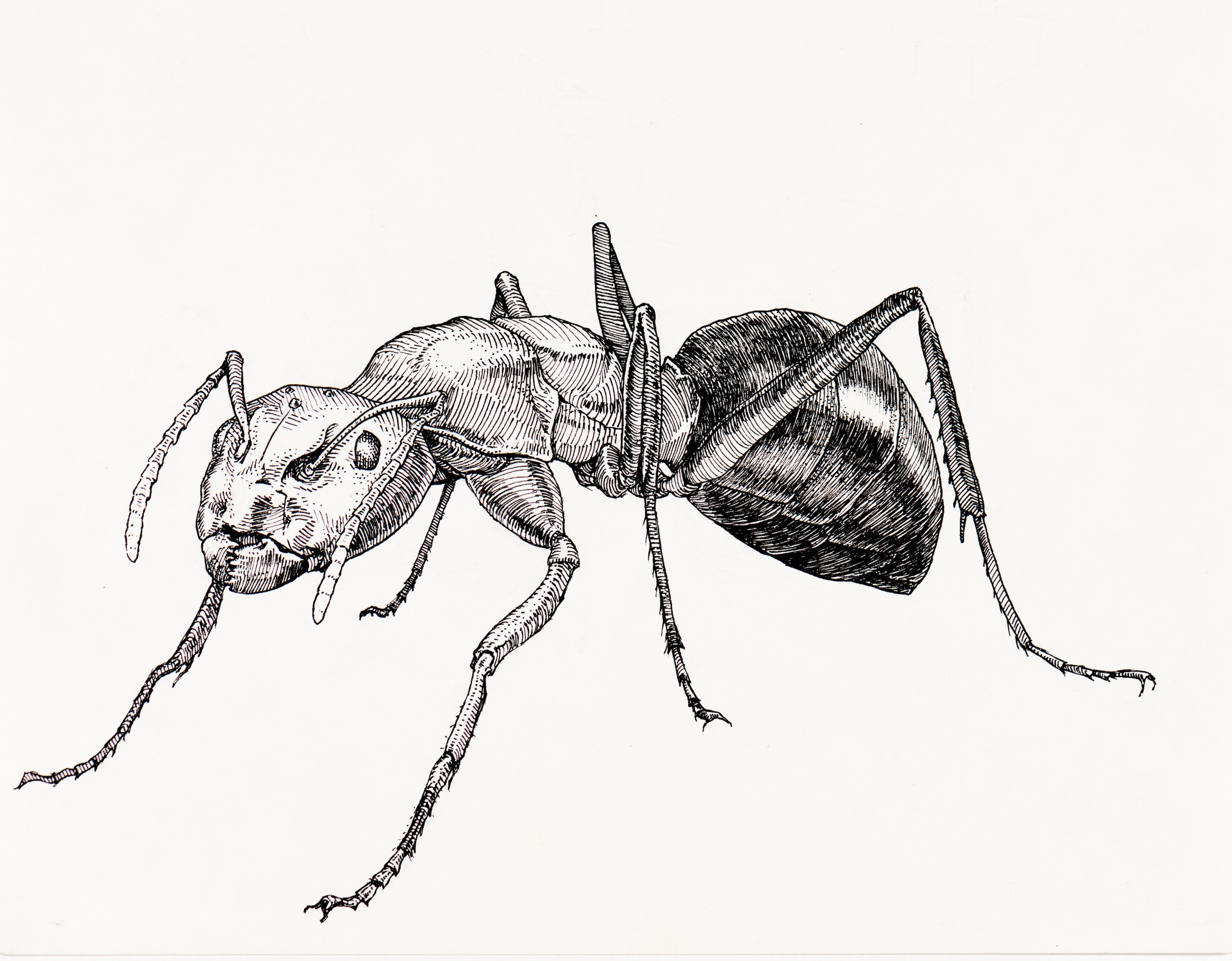 Insect Scientific Drawing