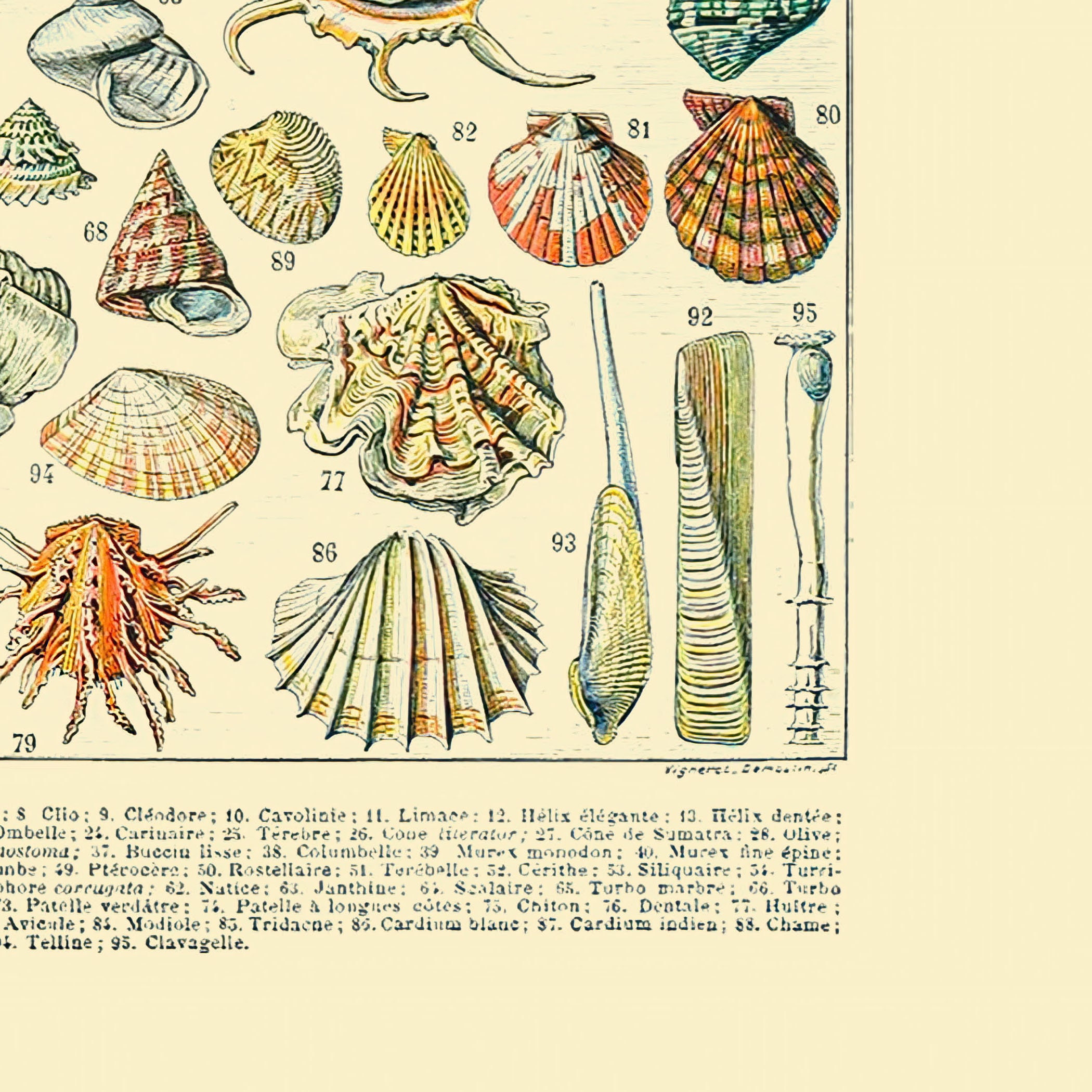 Wall Hangings VINTAGE AESTHETIC Seashell Octopus Squid Ocean Sea ...