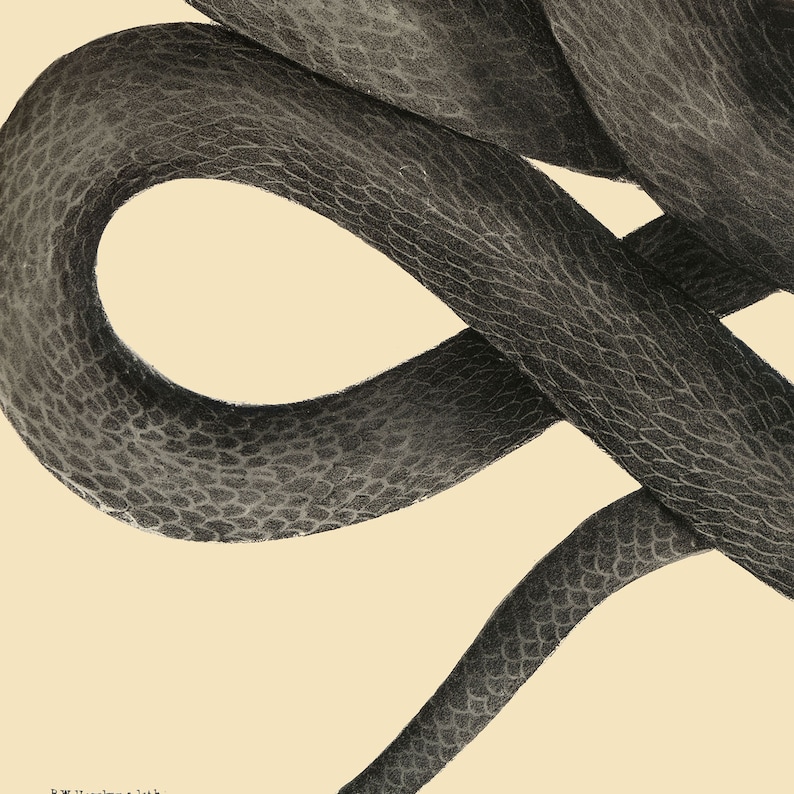 Black Snake Art Vintage Posters Nature Designs Dark Style - Etsy