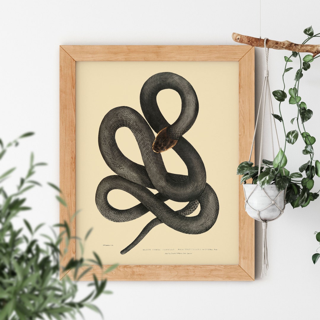 Black Snake Art, Vintage Posters, Nature Designs, Dark Style Art ...