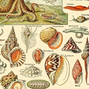 VINTAGE AESTHETIC Seashell Octopus Beach Ocean Sea Creature Science ...