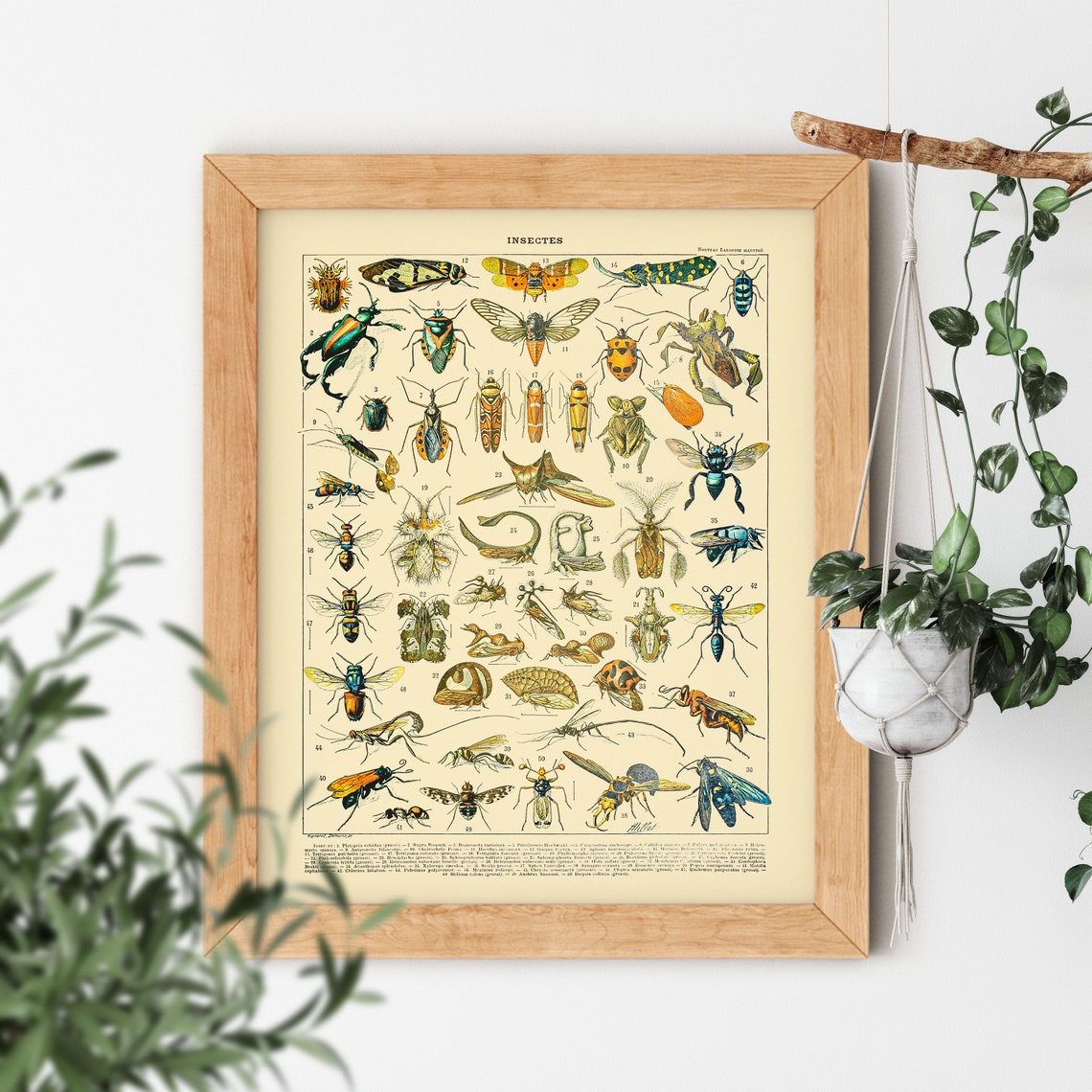 VINTAGE AESTHETIC Insects Butterfly Fly Bee Grasshopper Old | Etsy