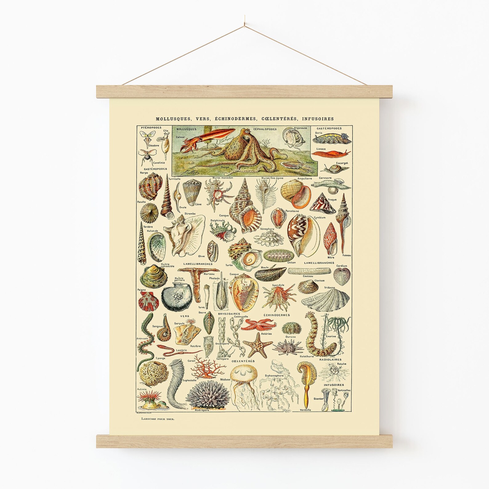 VINTAGE AESTHETIC Seashell Octopus Beach Ocean Sea Creature Science ...