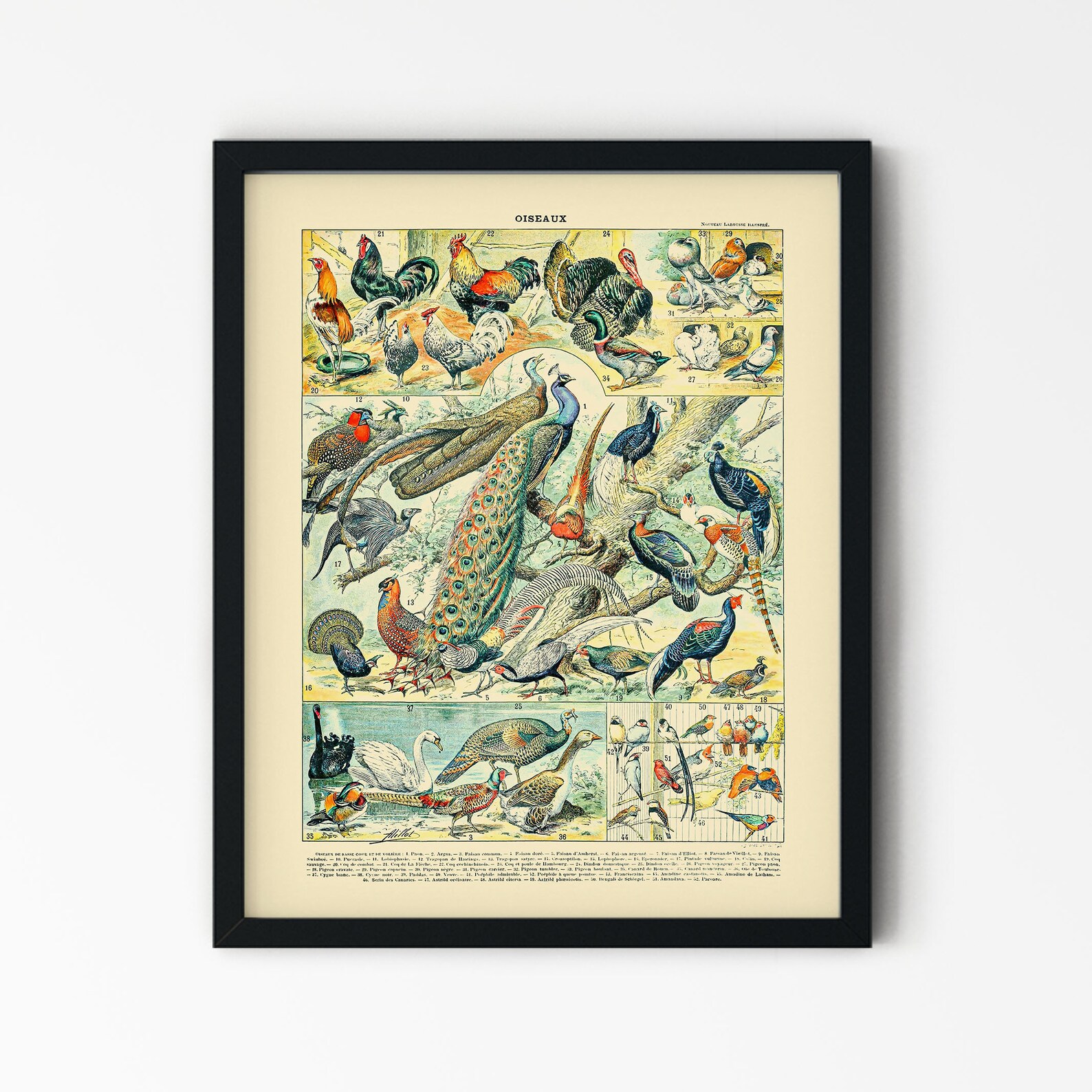 VINTAGE AESTHETIC Rooster Chicken Farm Barn Animal Birds Old Science ...