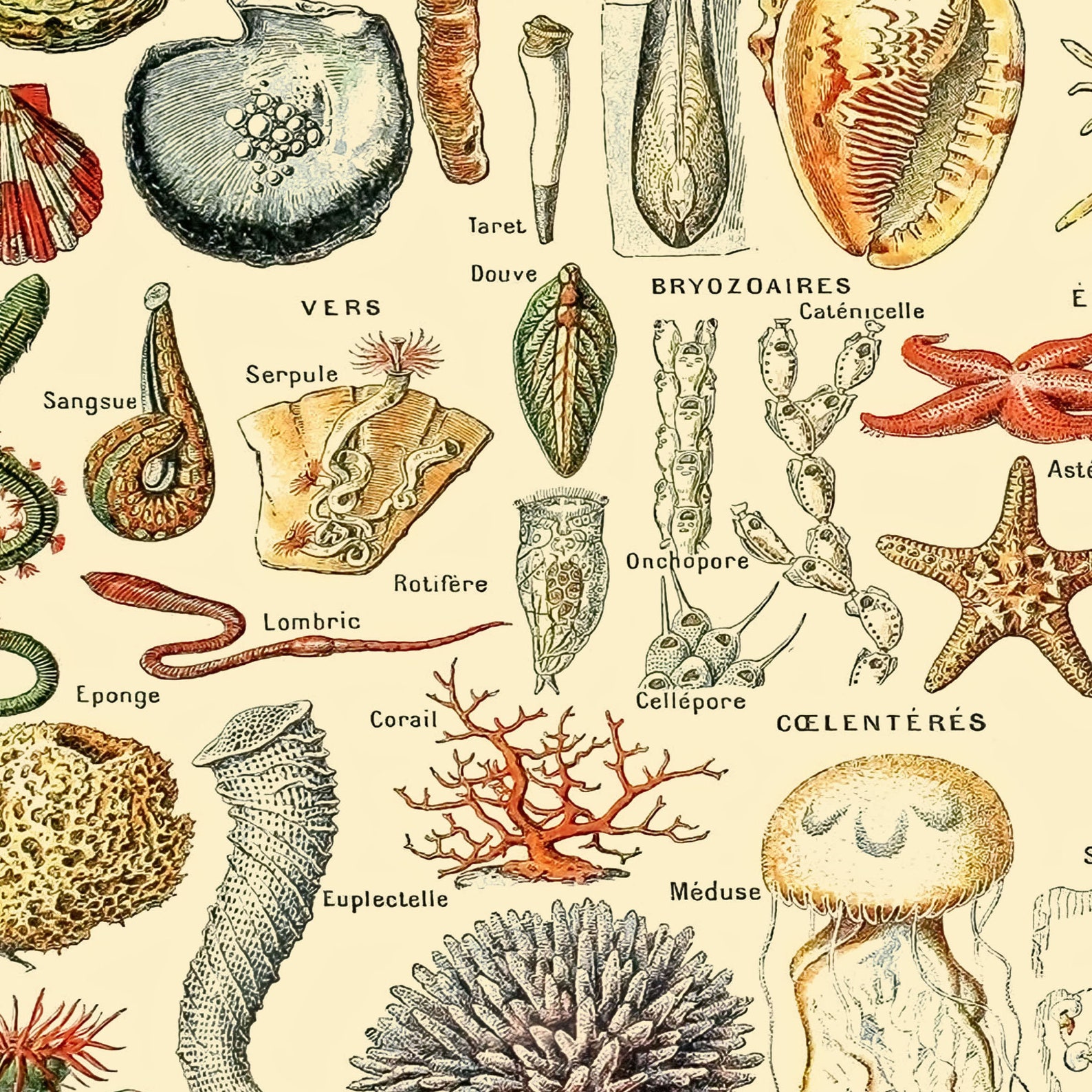 VINTAGE AESTHETIC Seashell Octopus Beach Ocean Sea Creature Science ...