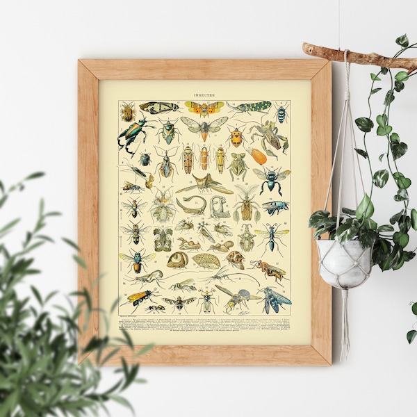 Vintage Bug Print - Etsy