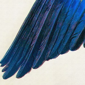 Wing of a Blue Roller by Albrecht Durer 1512 High Quality Science ...