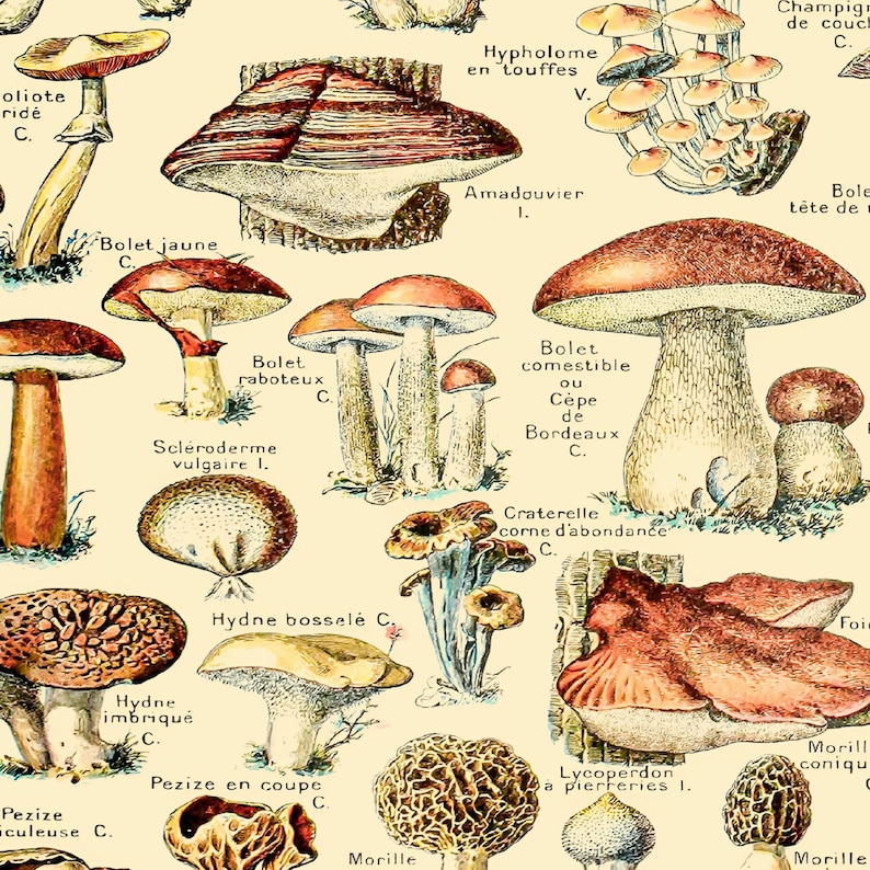 Mushroom Art Vintage Posters Goblincore Poster Nature Art - Etsy UK