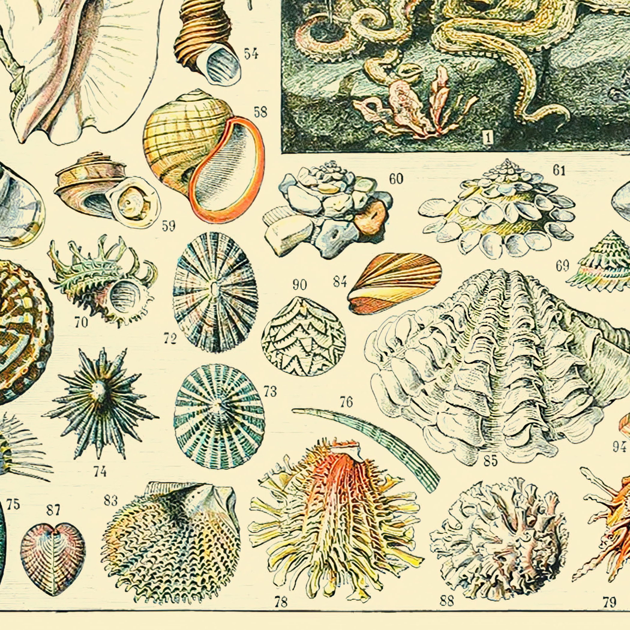 Wall Hangings VINTAGE AESTHETIC Seashell Octopus Squid Ocean Sea ...