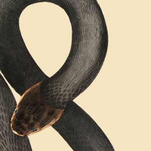 Black Snake Art, Vintage Posters, Nature Designs, Dark Style Art ...