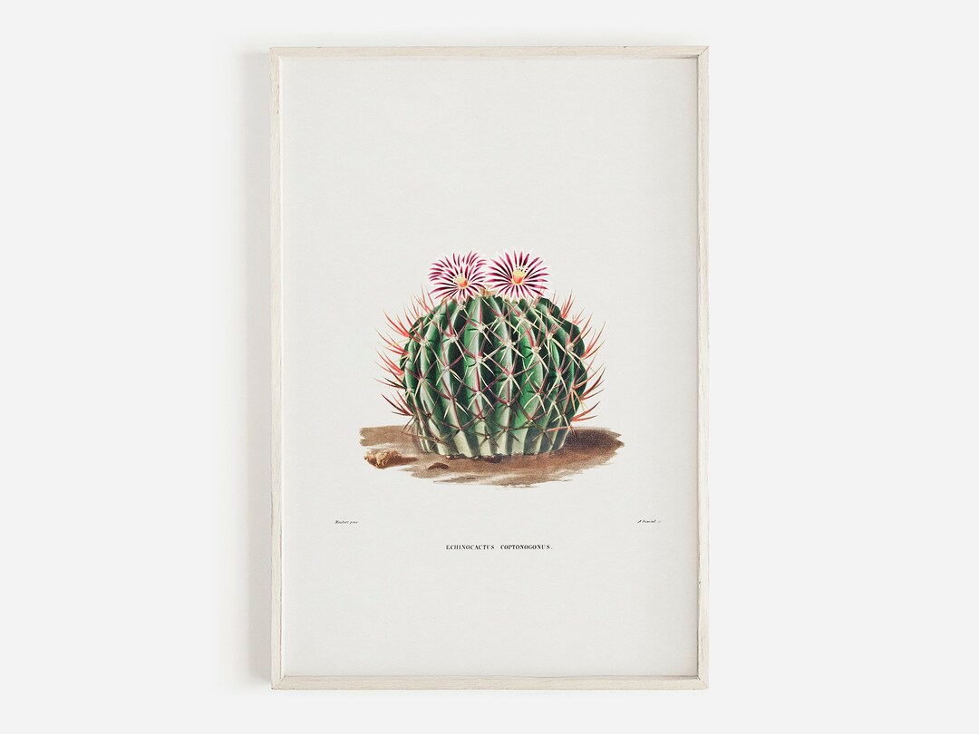 Enchino Cactus Drawing, Pink Cactus Flowers, Botanical Drawing, Cactus ...
