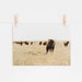 American Bison Print Printable Bison Buffalo Print Bison - Etsy