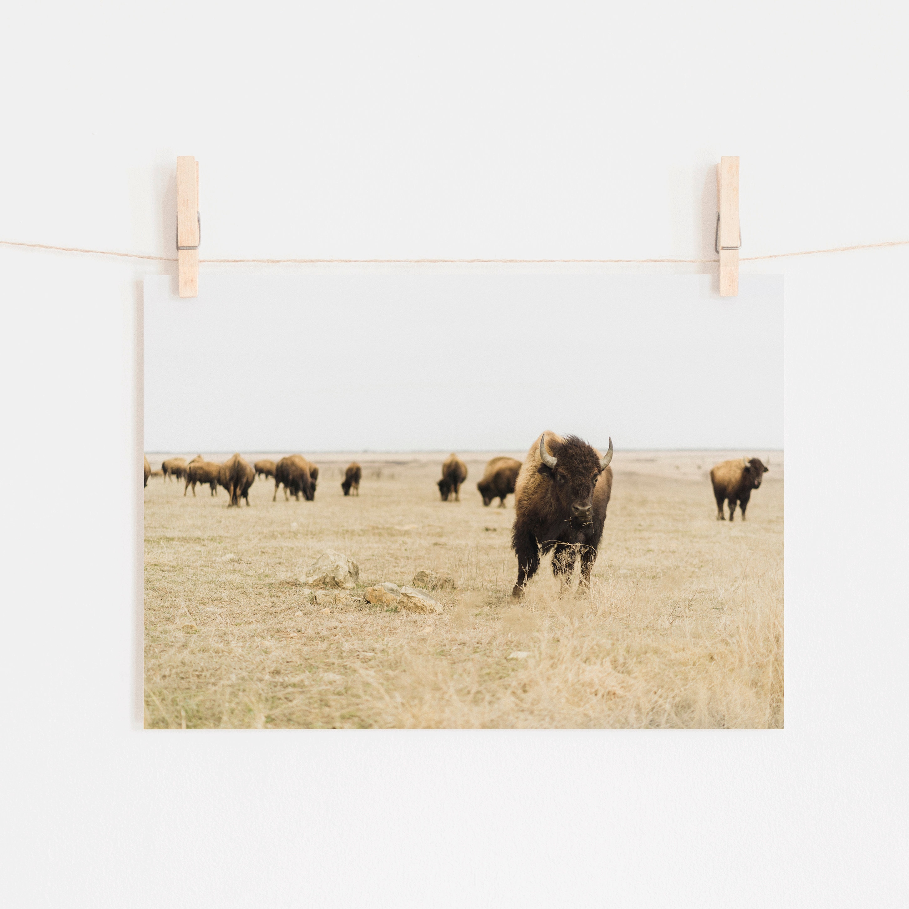 American Bison Print Printable Bison Buffalo Print Bison | Etsy