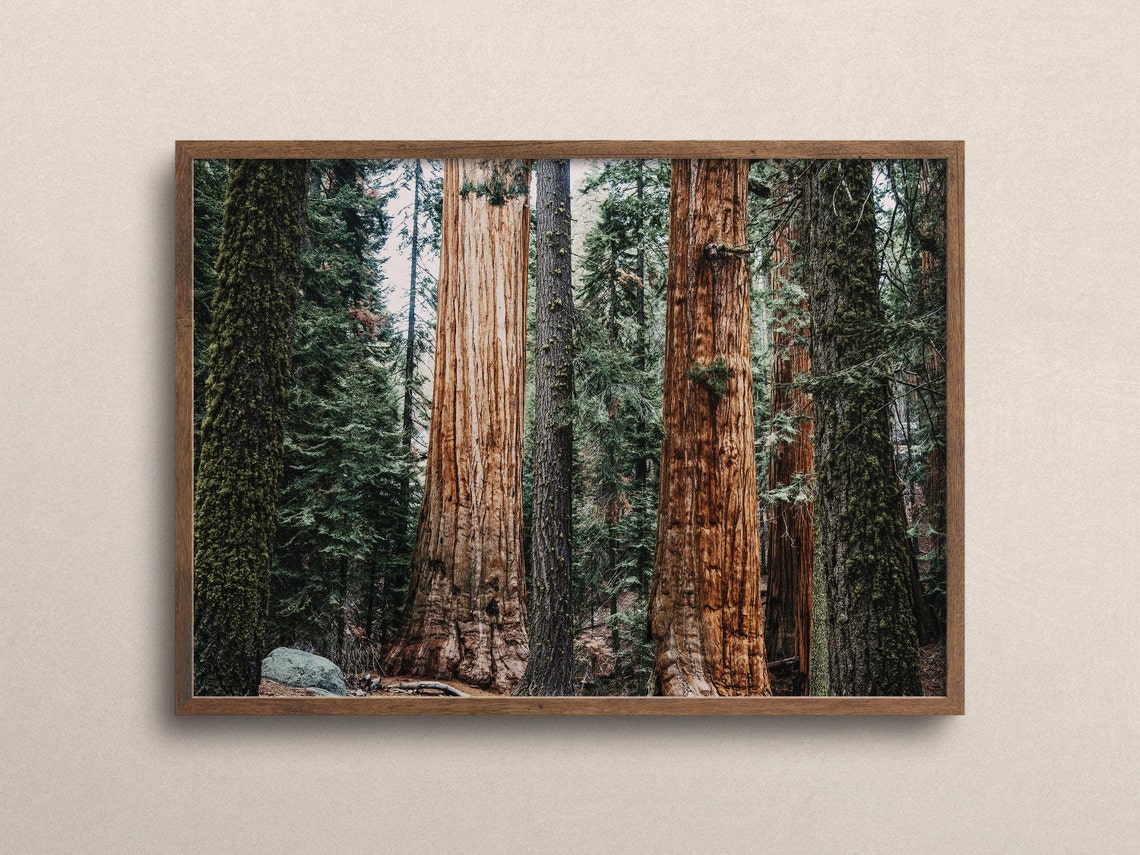 Redwood Forest Print Nature Photography California Redwood - Etsy