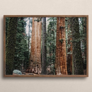 Redwood Forest Print, Nature Photography, California Redwood Trees ...