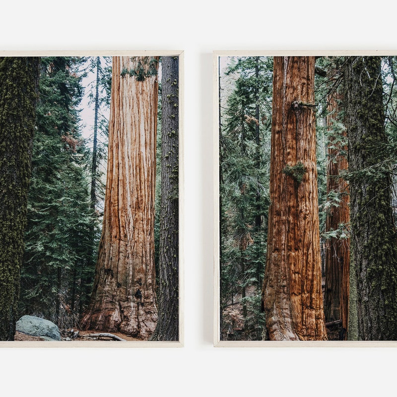 Redwood Print - Etsy