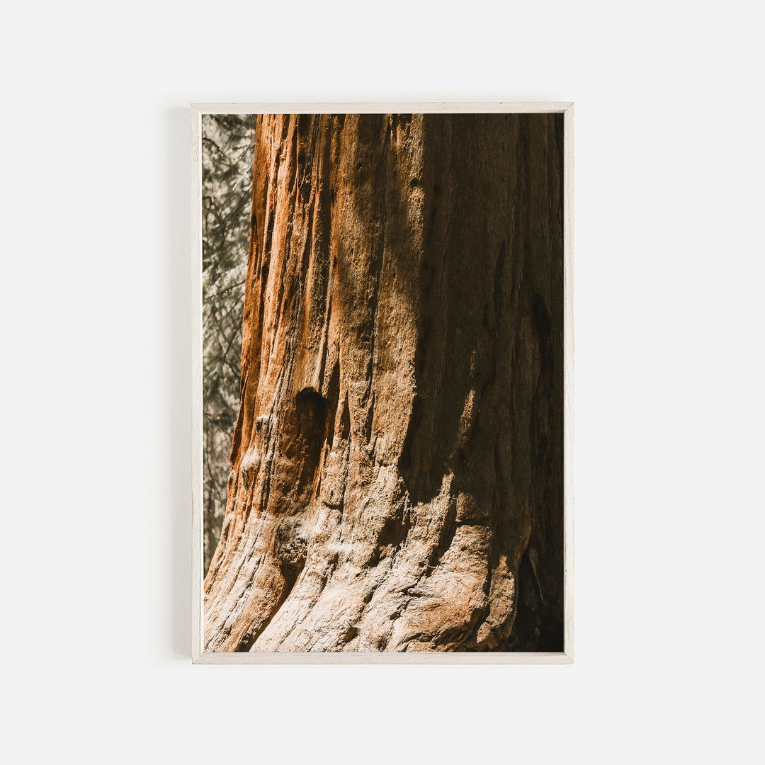 Redwood Tree Photo, California Redwoods, Nature Prints, Rustic Home ...