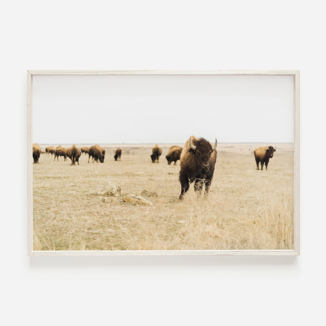American Bison Print, Printable Bison, Buffalo Print, Bison Wall Art ...