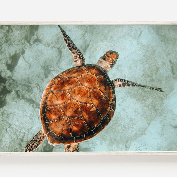 Hawaiian Sea Turtle Photo - Etsy