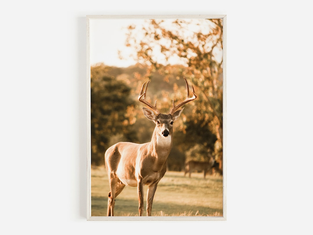 Rustic Deer Print, Whitetail Deer Photo, Midwest Wall Art, Woodland ...