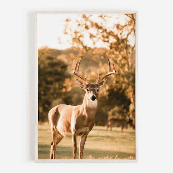Whitetail Deer - Etsy