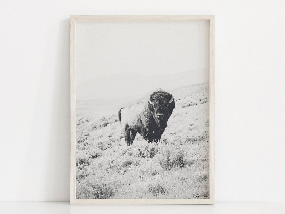 Bison Print Buffalo Print Bison Wall Art Animal Poster Wilderness ...