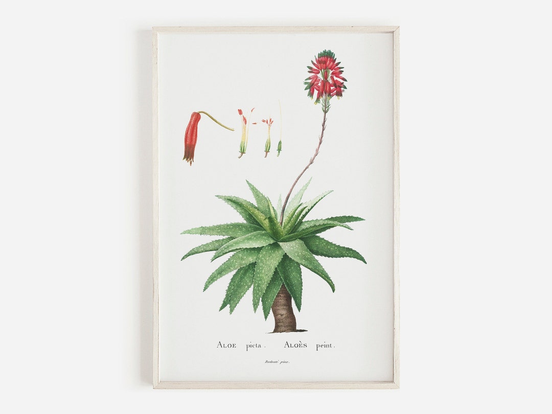 Fan Aloe Art Print, Aloe Poster, Aloe Printable, Aloe Wall Art, Aloe ...