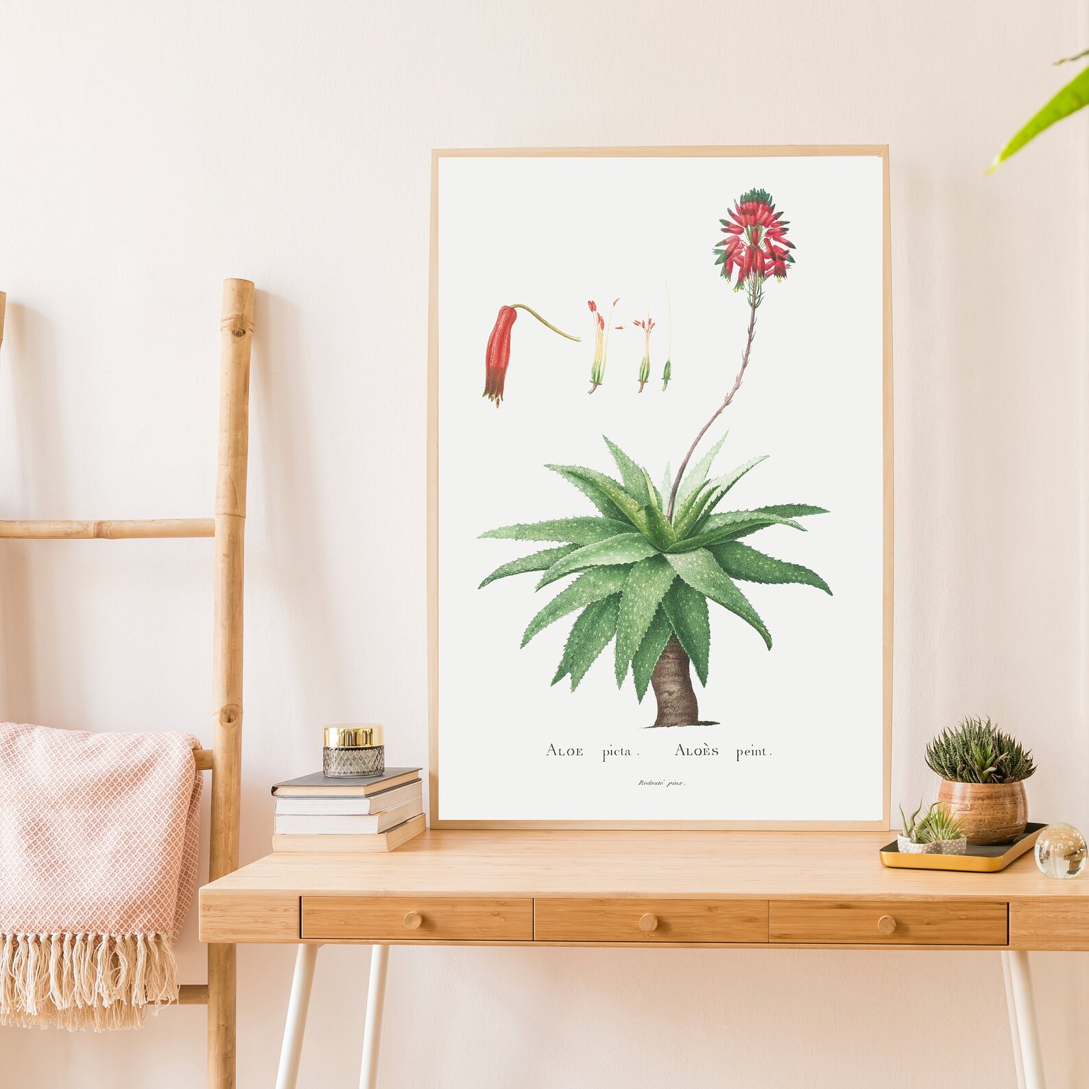 Fan Aloe Art Print Aloe Poster Aloe Printable Aloe Wall | Etsy
