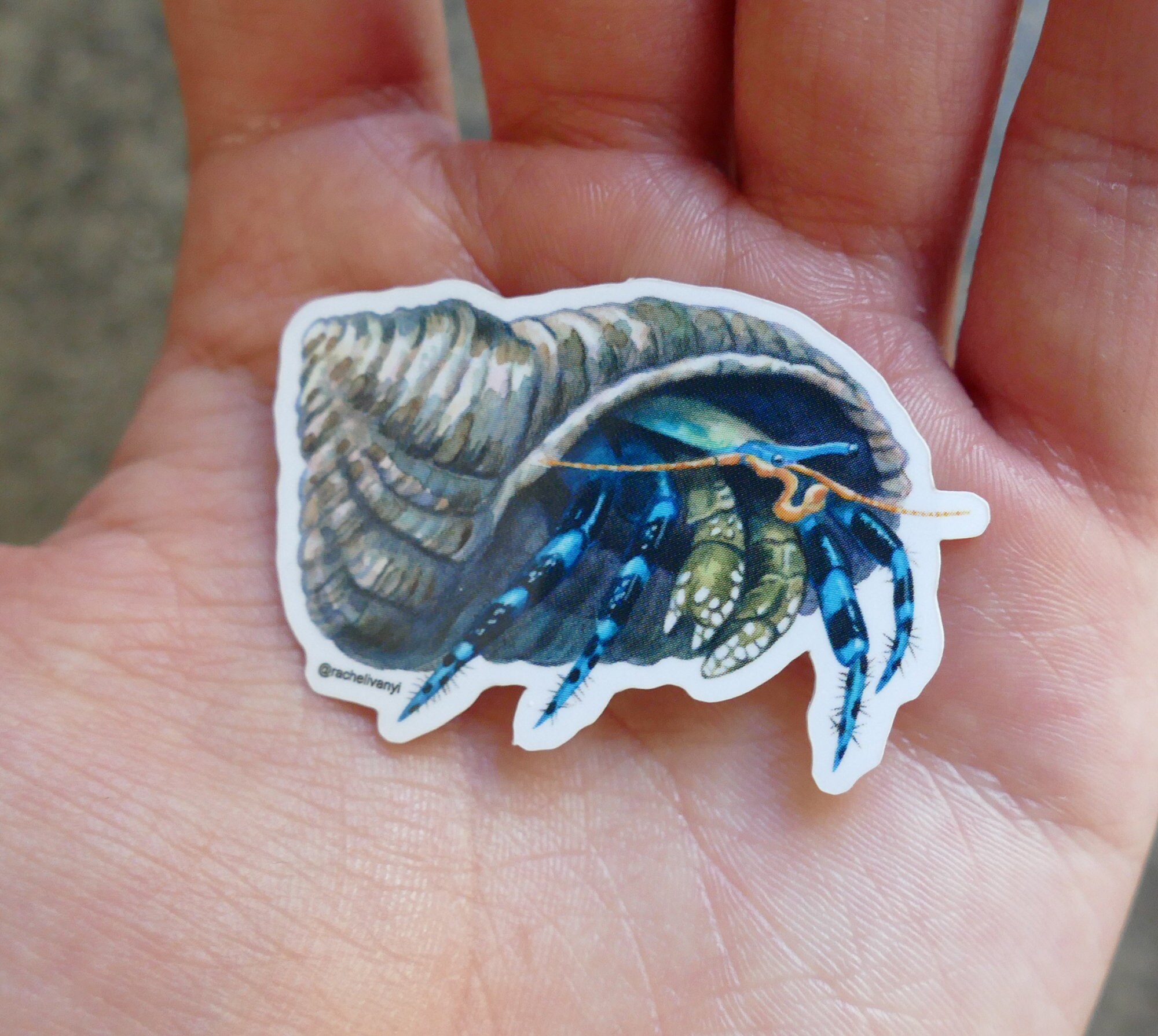 Coral Reef Fish & Hermit Crab Vinyl Art Sticker 7 Pack - Etsy