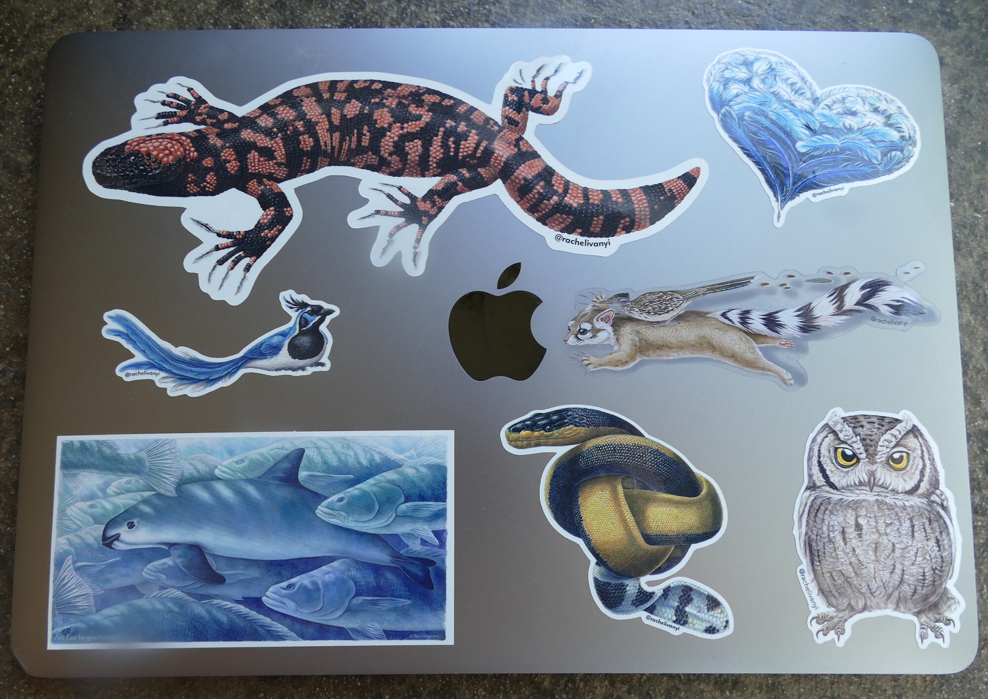Gila Monster Clear Vinyl Art Sticker - Etsy Australia