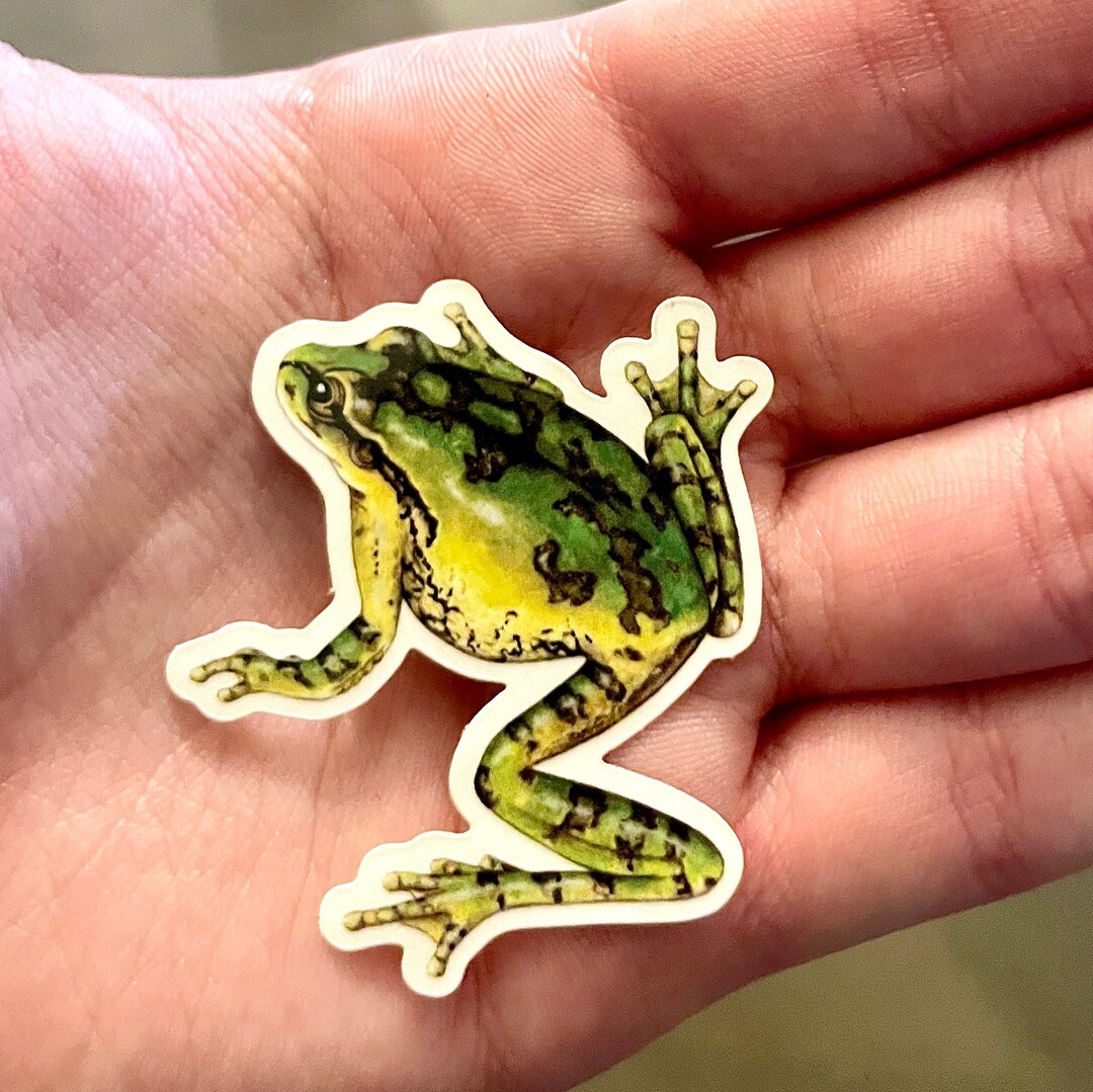 Mexican Treefrog Clear Vinyl Art Sticker, Illustrated by Rachel Ivanyi ...