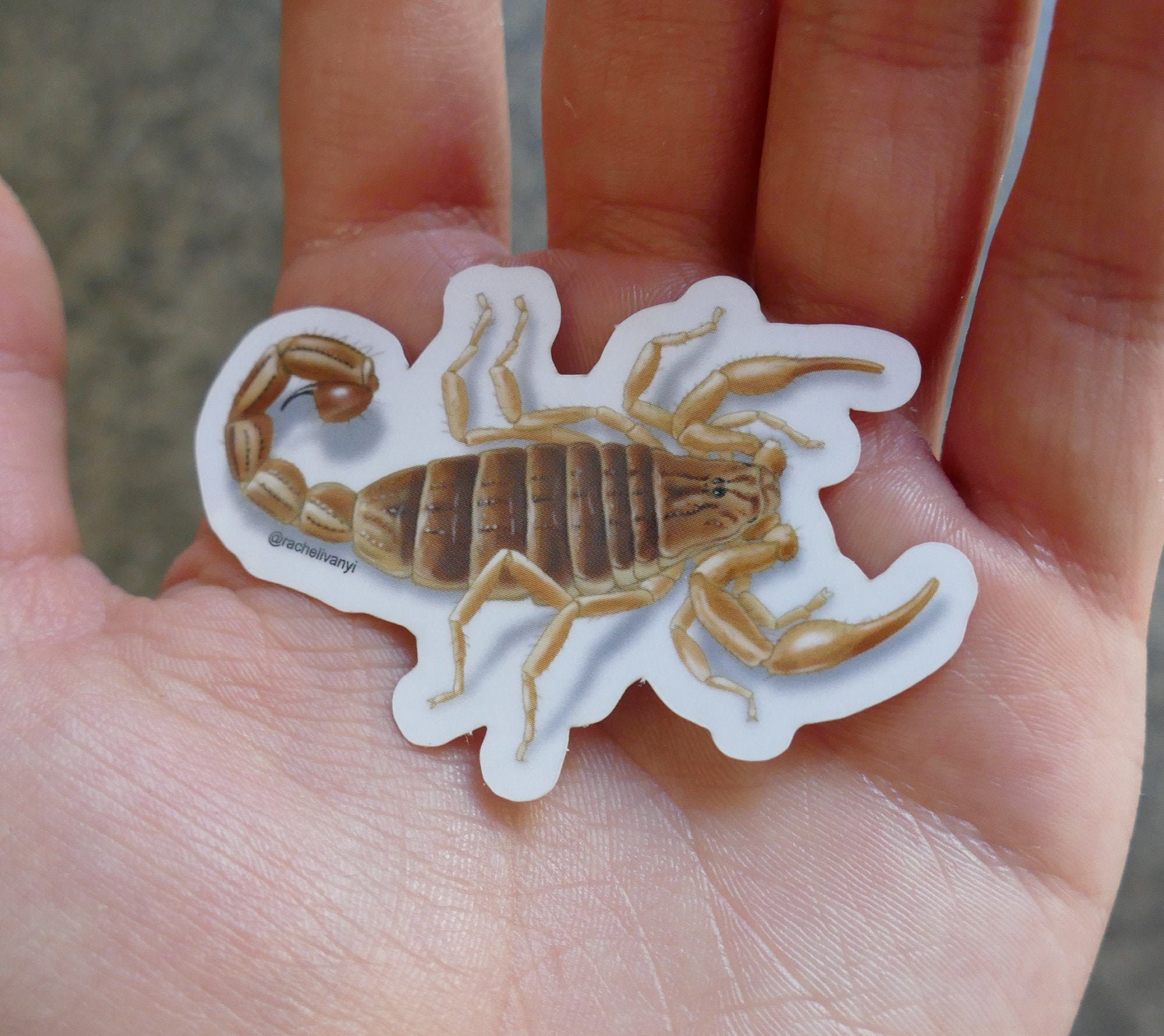 Indian Red Scorpion Clear Vinyl Art Sticker - Etsy