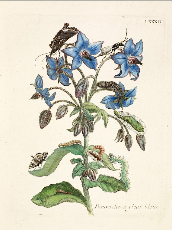 Borage Flower Drawing