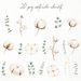 Cotton Watercolor Clipart , Cotton Branches, Wedding Clipart, Cotton ...