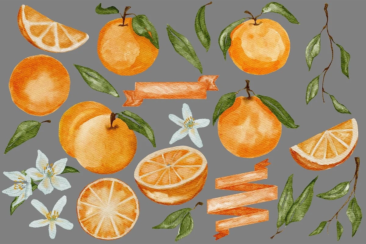 Watercolor Orange Clipart PNG Set of Citrus Oranges, Hand-painted Clip ...