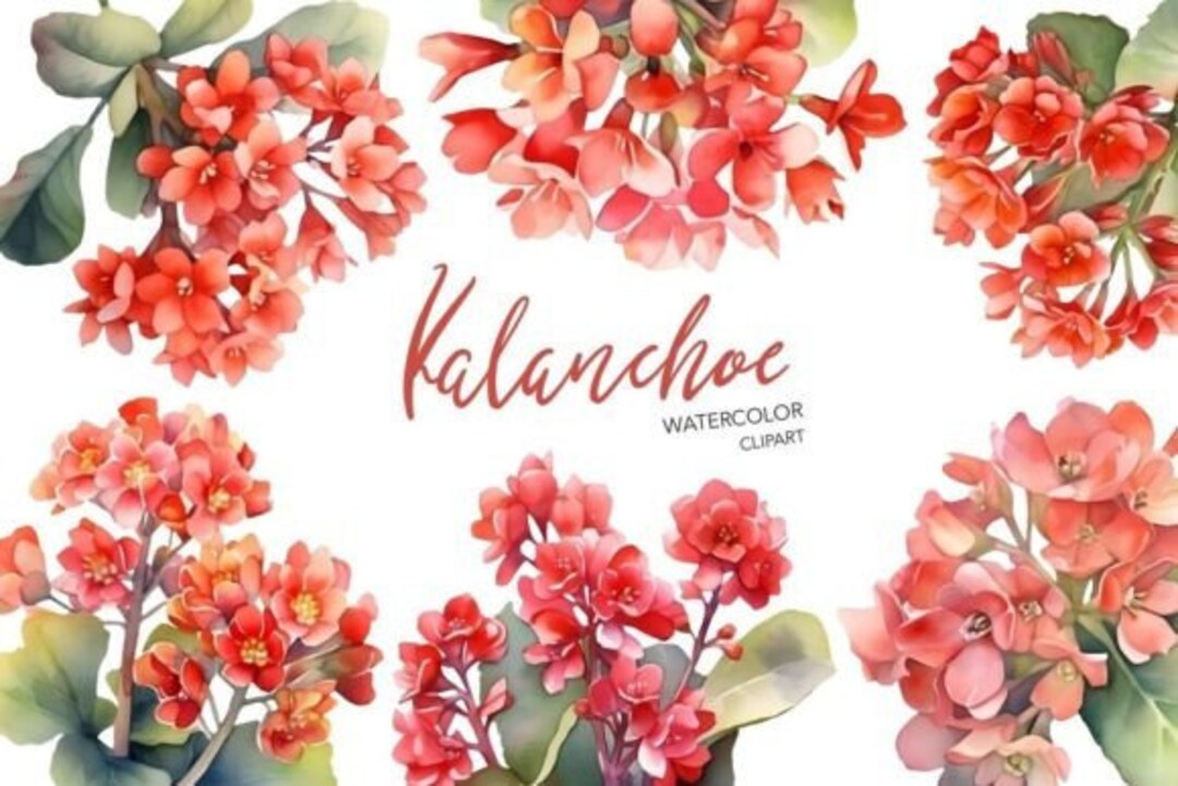 Watercolor Kalanchoe Clipart - Etsy