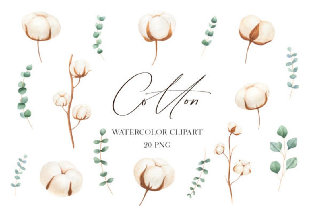 Cotton Watercolor Clipart , Cotton Branches, Wedding Clipart, Cotton ...