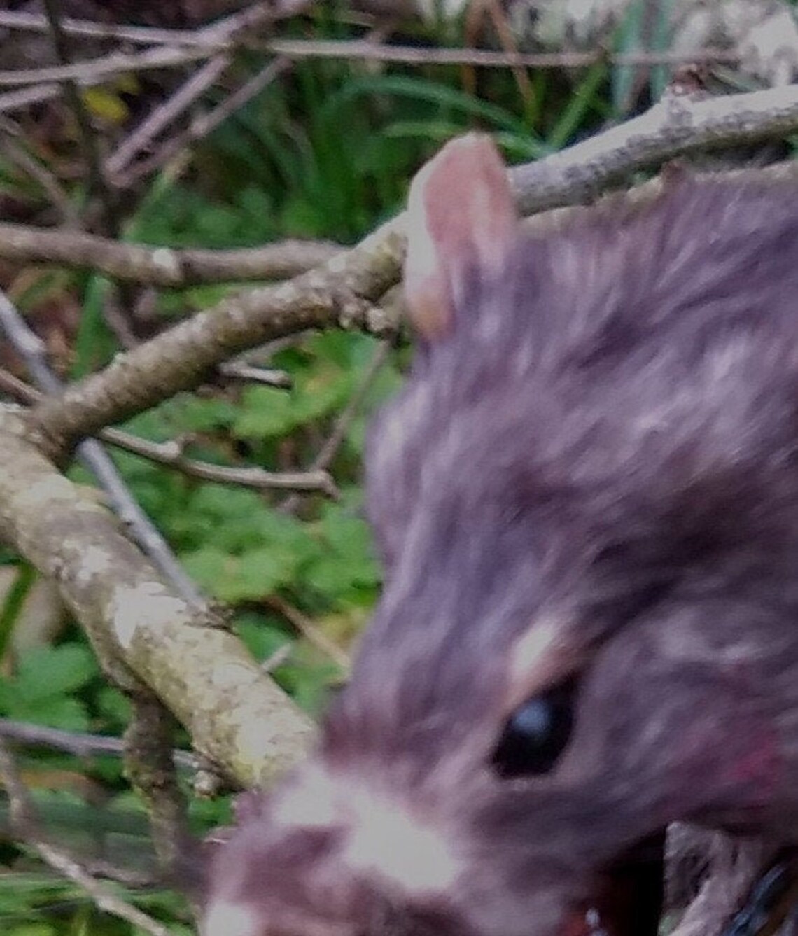 Taxidermy horror zombie rat prop..super realistic Gore..censor | Etsy